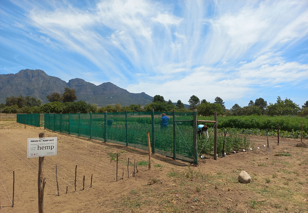 Dagga Farmacy – Grow • Protect • Live