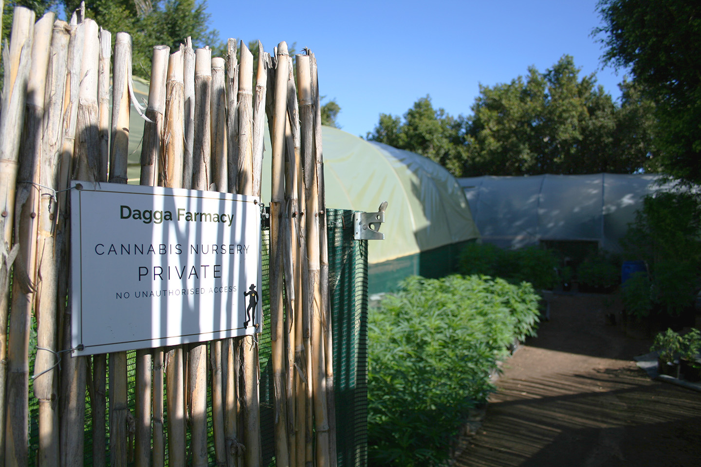 Dagga Farmacy – Grow • Protect • Live