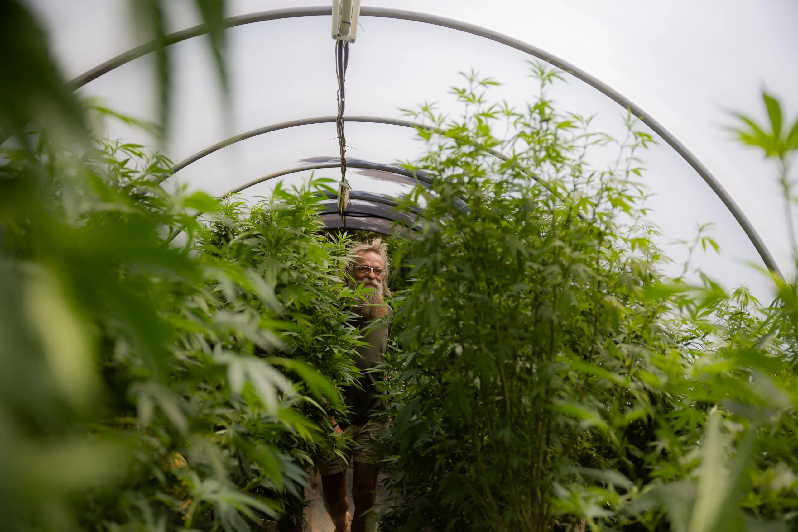 DFGC Mother Bank - Dagga Farmacy