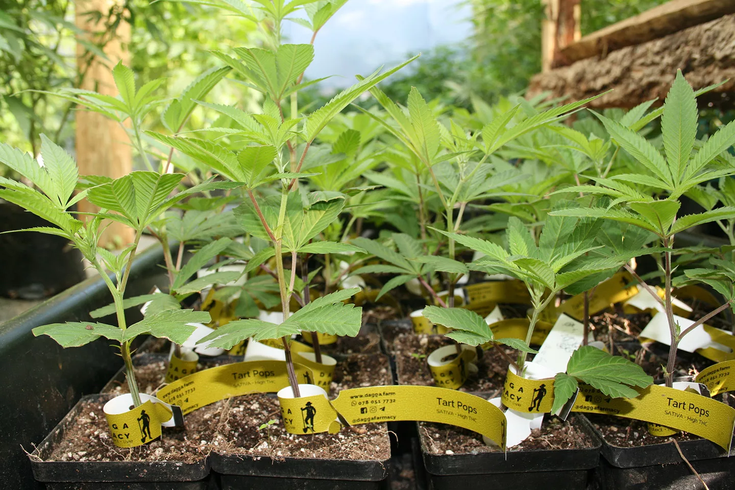 Grow Club - Dagga Farmacy